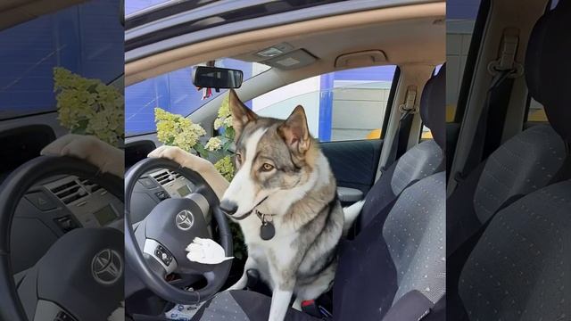 Оживила фото. Скорее в сад!