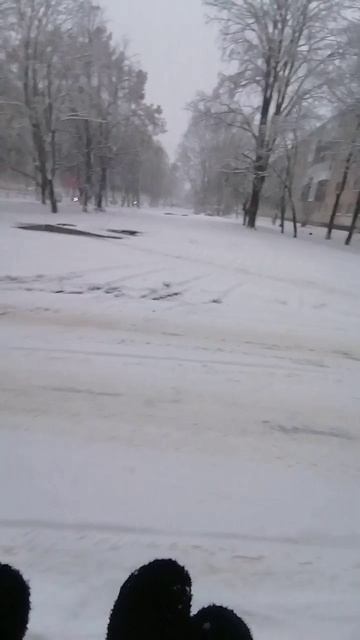 ЛЕН.ОБЛАСТЬ _ВИТАМИНЫ _N_SOF TREE 8 _2025-12-30