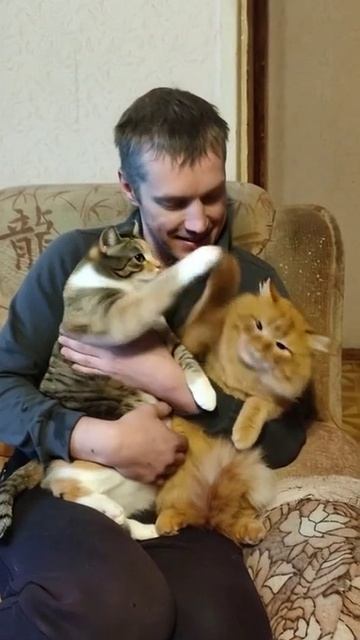 Оживила фото. Кошки в борьбе за ручки