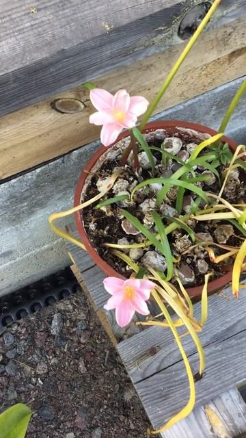 Ленобласть. Хвойное. 26.07.2024. Зефирантес (выскочка) цветущий и в семенных коробочках