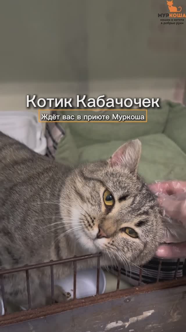 Кабачочек (уже дома)