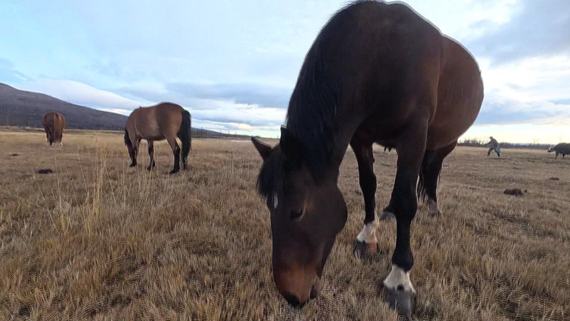 Приобские лошади, которых не согнули ни болота, ни гнус, ни века