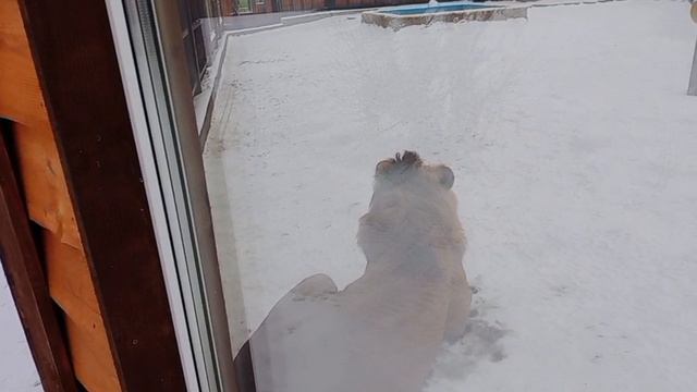 JEPK3773 Шархан и Иван Снег Зима