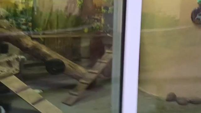 TGMR8011 Минский зоопарк видео 1 от опекуна Светланы