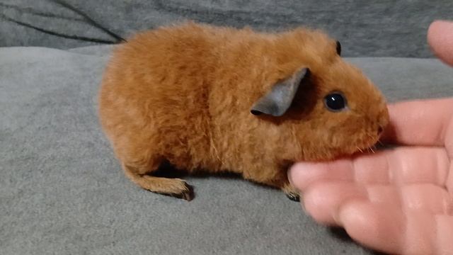 американский тедди золотой, возраст 1 месяц, питомник ZLATO VLASKA