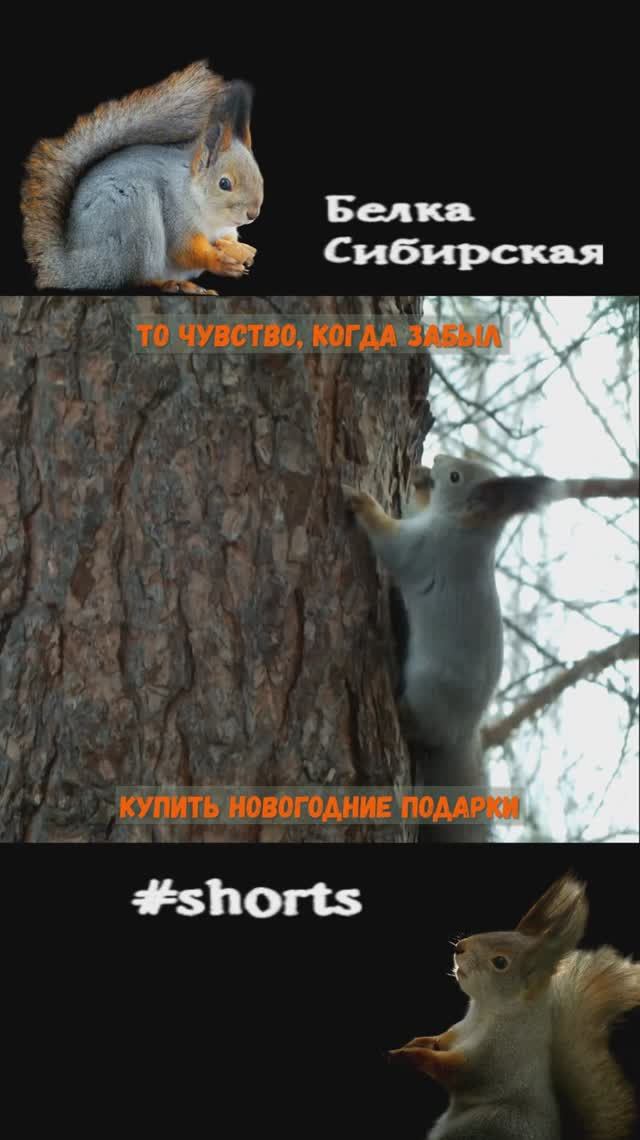 Белка немного взволнована