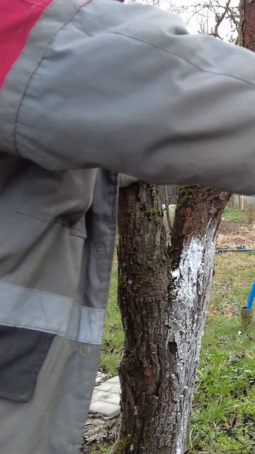 Лох  красит дважды! Не бели деревья перед дождём! Не бели старые деревья!