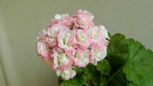 Розебудные пеларгонии. Часть 1 - великолепная пятёрка!