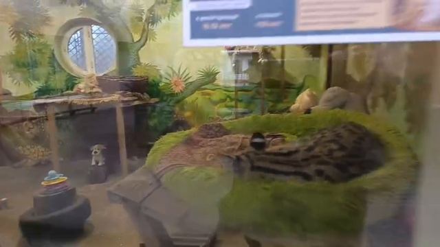 UXFS1773 Минский зоопарк видео 2 от опекуна Светланы