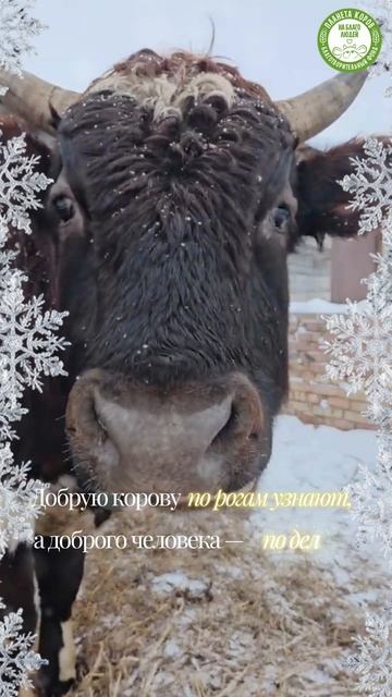 Добрую корову по рогам узнают, а доброго человека — по делам