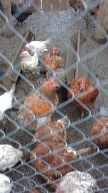 Осенние дожди  грязь в курятнике - падёж поголовья.