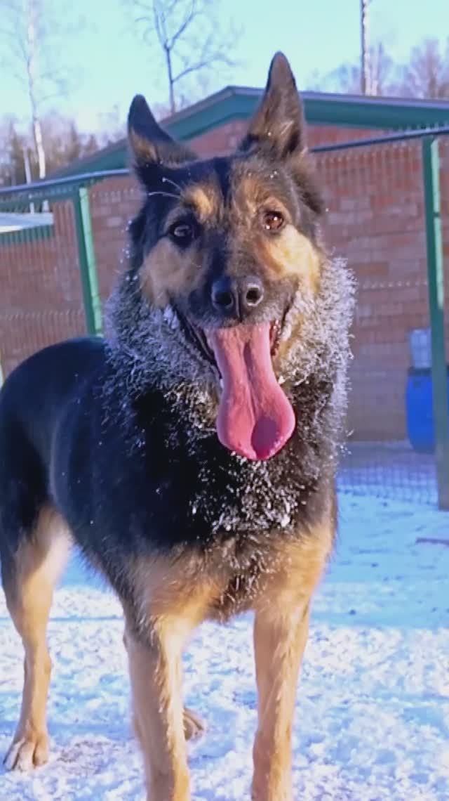 "Двое на подогреве!" ❥ Приют в Малинках #приютдляживотных