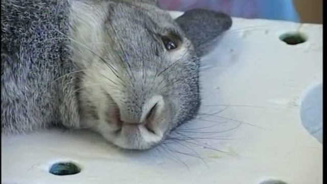 Новый виварий в Банке тканей. Производство по GMP. Репортаж Вести (Самара)