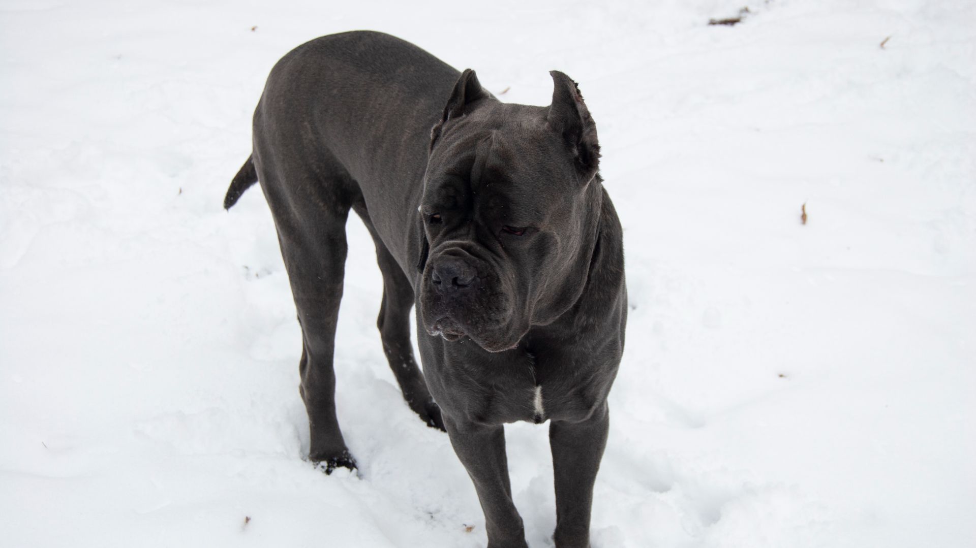 С кане-корсо Зевсом на прогулке! Возраст два года и три месяца! 29.12.2025 г.