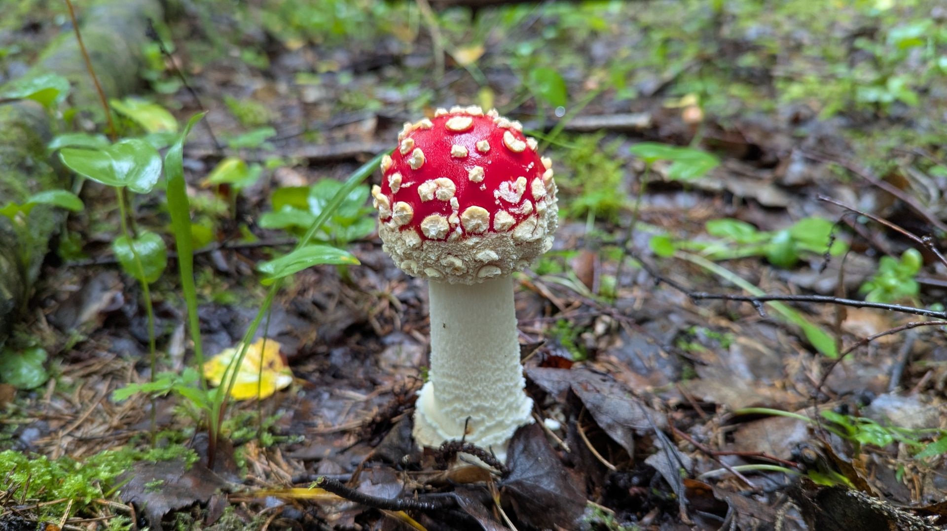Мухомор красный (Amanita muscaria). Как выглядит гриб на месте произрастания.