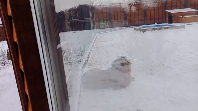 FWJO3755 Шархан Белый белый снег Видео от Ивана