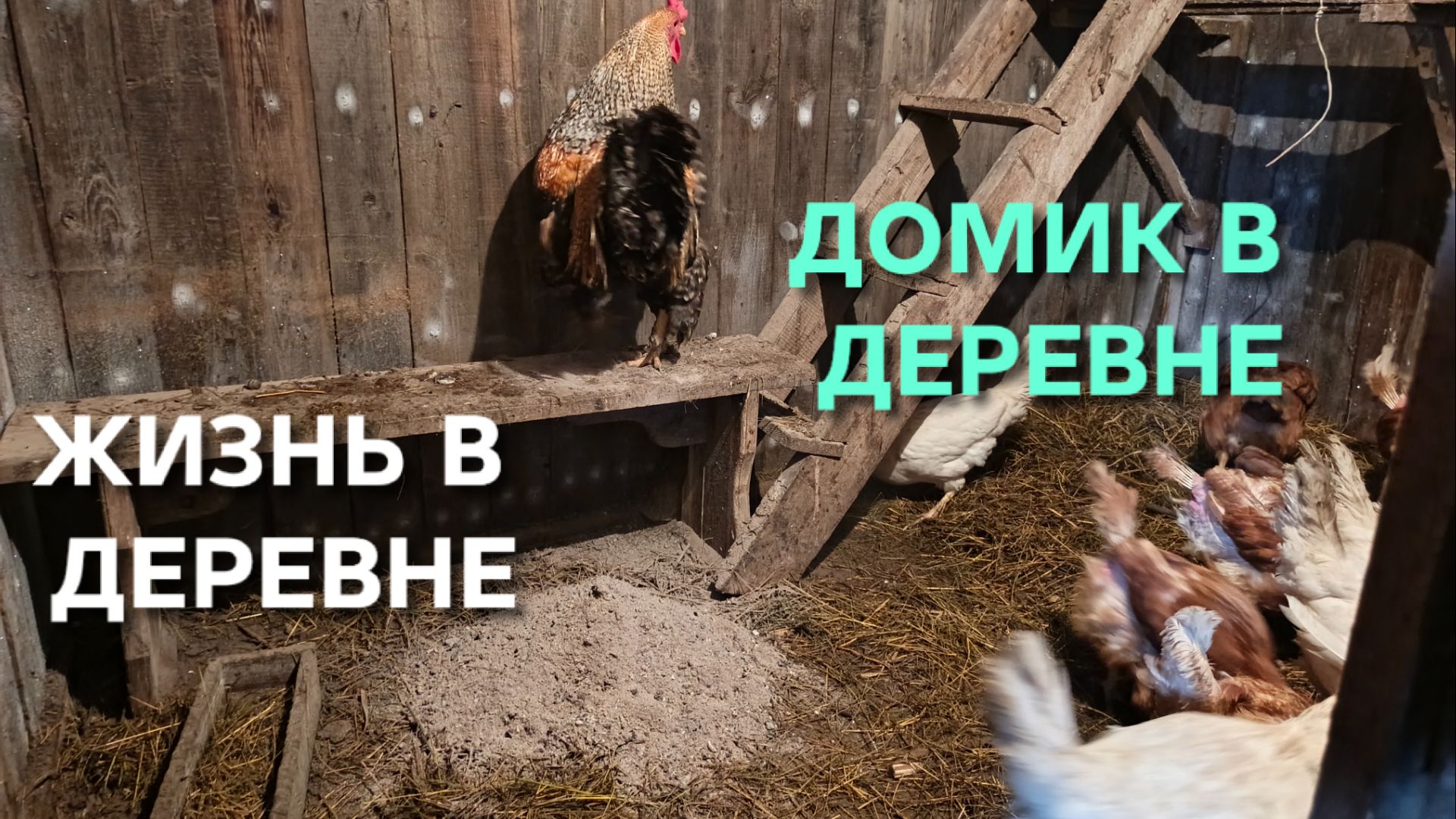 Домик в деревне Не забывай давать курам-несушкам древесную золу