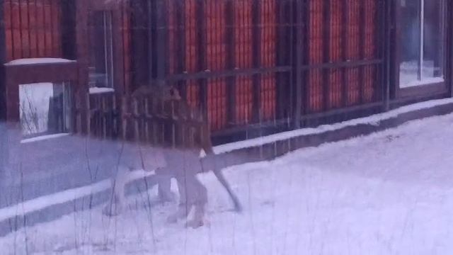 ECXO6136 Снег зима Шархан общается со Светланой и Иваном