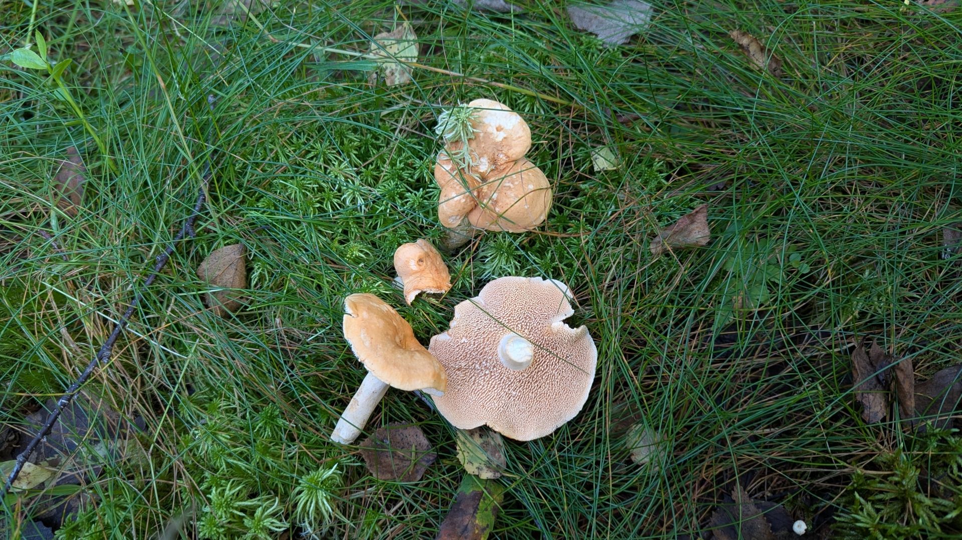 Ежовик жёлтый (Hydnum repandum). Как выглядит гриб на месте произрастания.