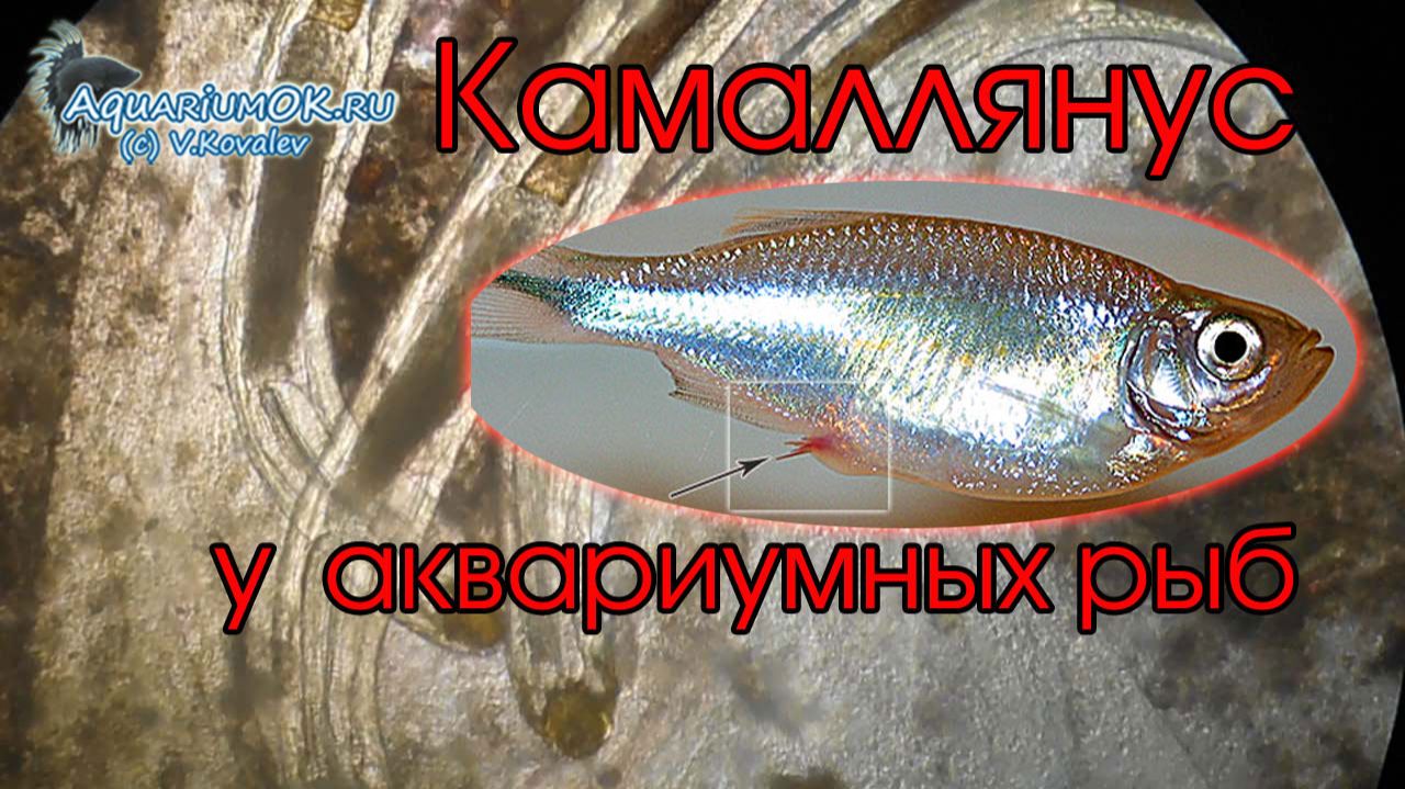 Камаллянус (Camallanus) - опасный гельминт, живущий в аквариумных рыбках.