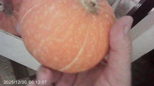 Обзор большой и малой тыкв на хранении - описание преимуществ