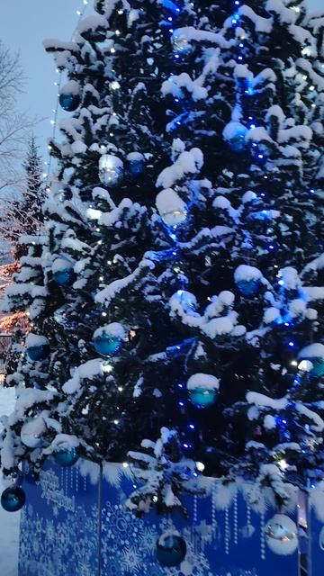 Xmas tree ©20251229