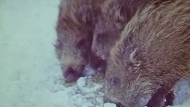 1988 год. Тюменская область. Кабаны в лесу