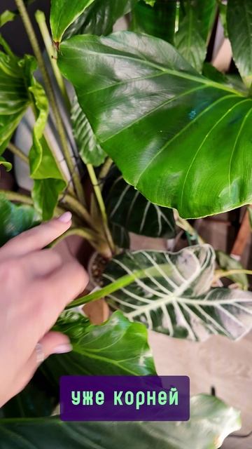 Алоказия Стингрей скоро поедет на пересадку #алоказия #растения #комнатныерастения #plants