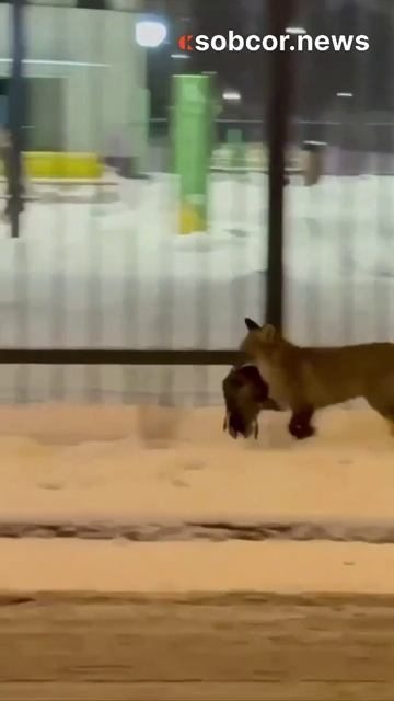 Московские лисы уже запасаются на новогодний стол, — видео в сети публикуют очевидцы #юмор #прикол