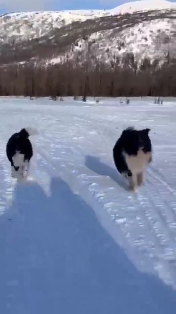 Раскинулась тундра широко👍👍👍.  30-12-2025