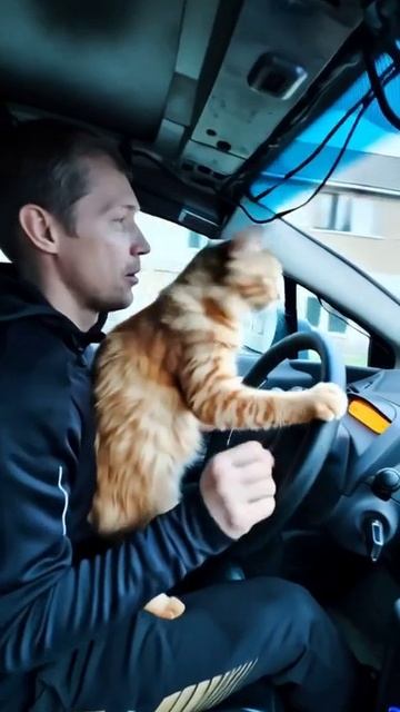 Оживила фото. Авто-кото-школа