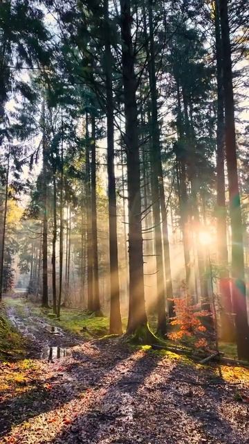 Красота леса