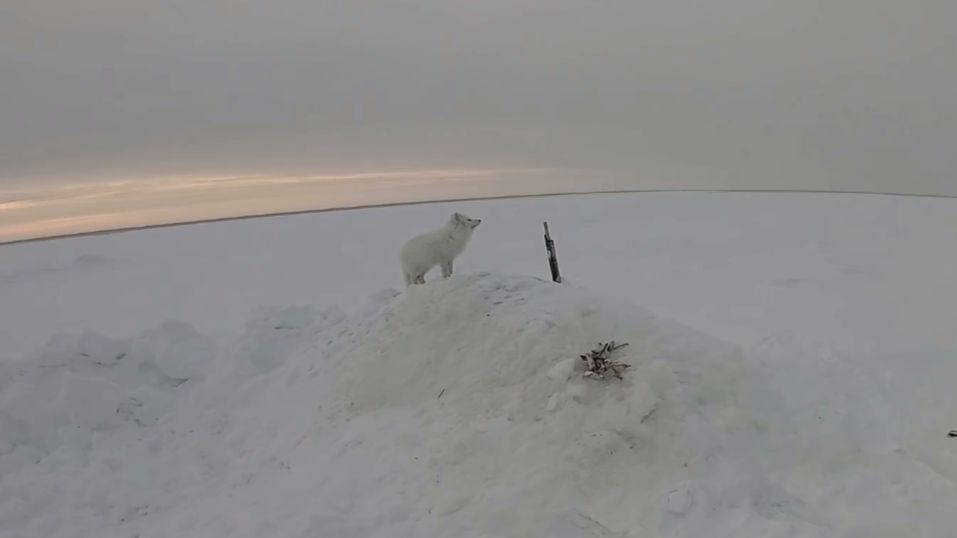 Ловля налима. Проверка перемётов на Енисее.