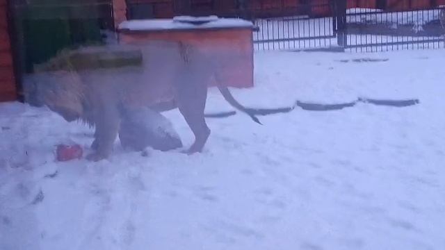 JRLN7294 Шархан в летней будке играем мячом