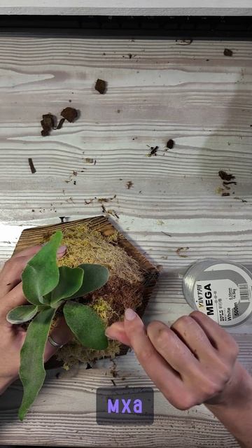 Как посадить платицериум на блок? #комнатныерастения #растения #платицериум #папоротник  #plants