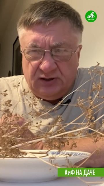 Два разных вкуса: садовод Туманов объяснил, в чём отличие кинза и кориандра