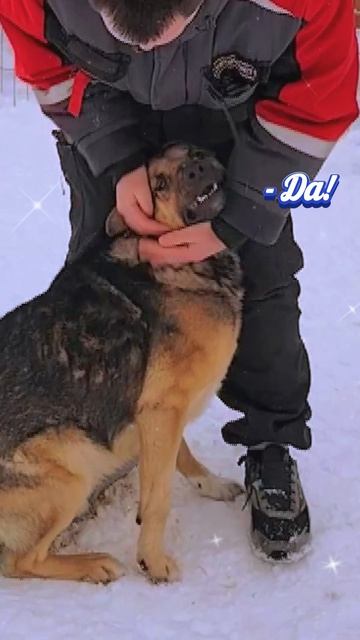 "Ценности Коржика" ❥ Приют в Малинках #приютдляживотных