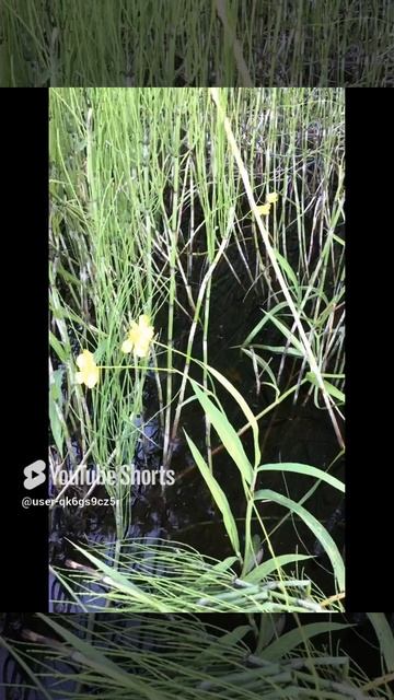 Ленобласть. Хвойное. 24.07.2024. Река  Вуокса. Растение-Лютик