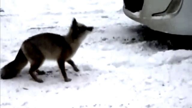 В Омске еще замечена одна лиса