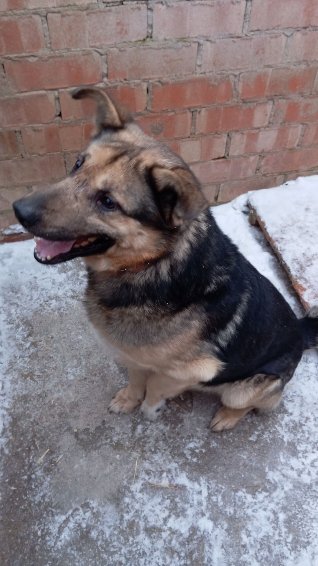 "Не звали, не искали... И он потерялся..." ❥ Приют в Малинках #приютдляживотных