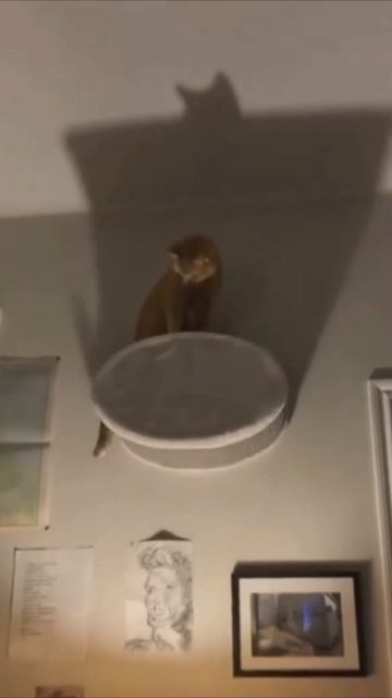 Смешные коты #100-8