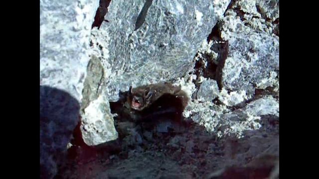 Ужас карьера