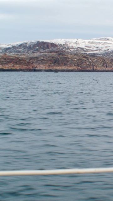 Киты севера!