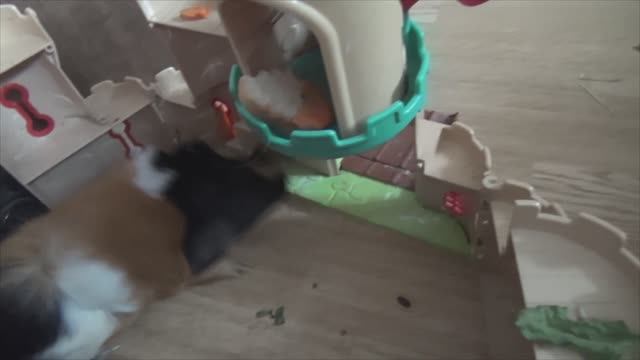 2022 осень СвинкаБелочка 15-16.09