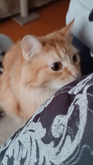 играем 😺🐾😉👍