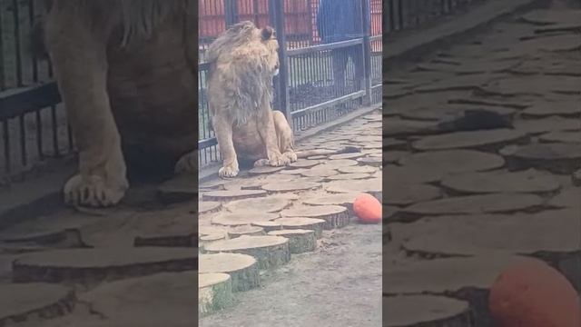 AQZA7919 Чещите чаще Шархан любит, когда его чещут Видео от опекуна Светланы