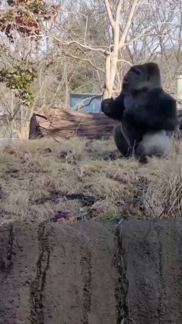 Взрослая горилла 🦍 сильнее любого человека на Земле. В среднем самец сильнее тренированного мужчины
