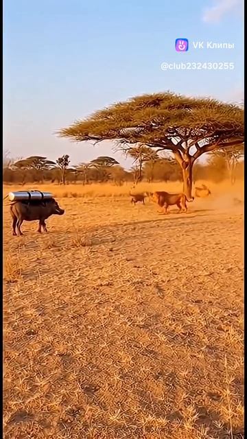 Нейросеть_ приколы _животные