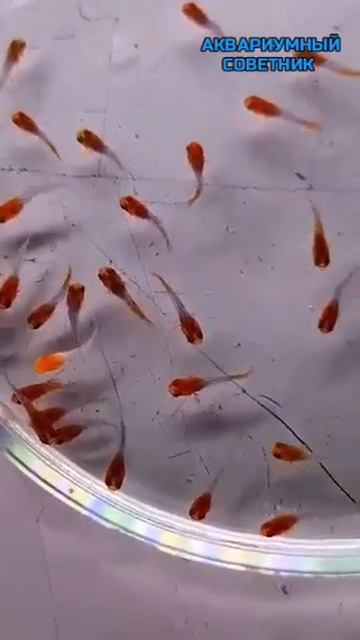 Малек меченосца Санта Клаус