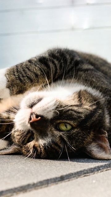 Главный проверяющий